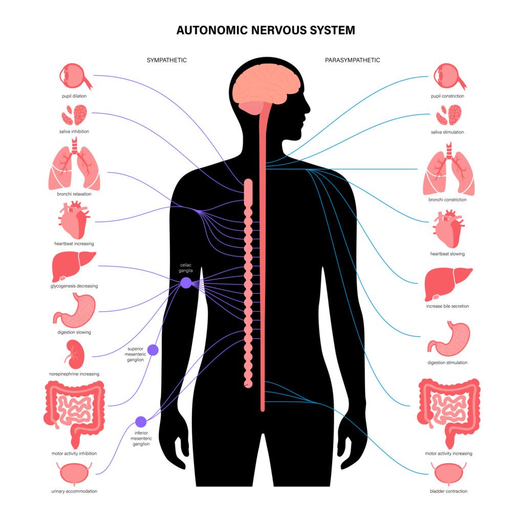 The Autonomic Nervous System - Get Your CEU