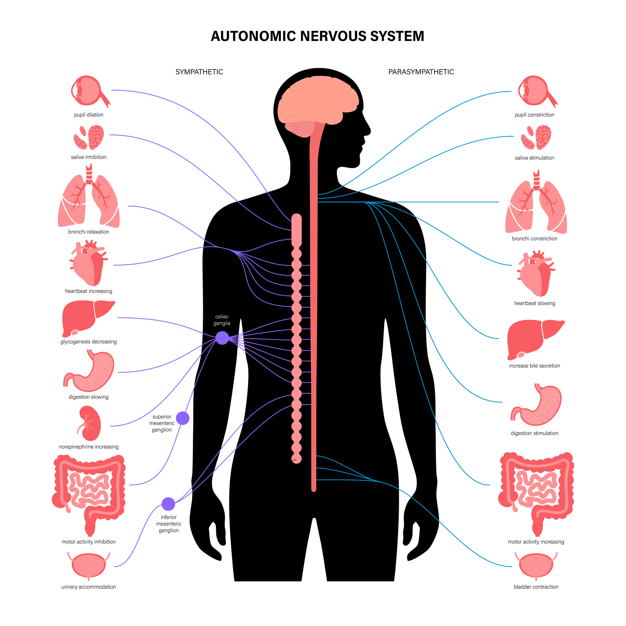 The Autonomic Nervous System - Get Your CEU