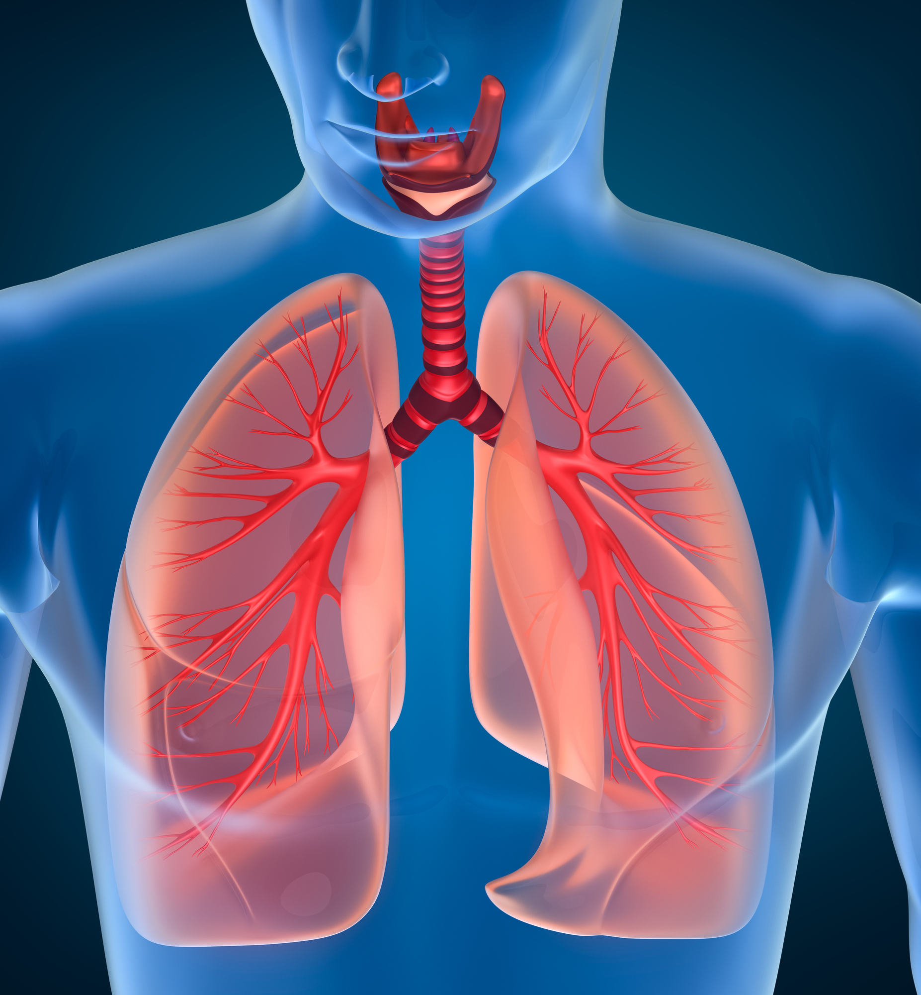 The Respiratory System - Get Your CEU